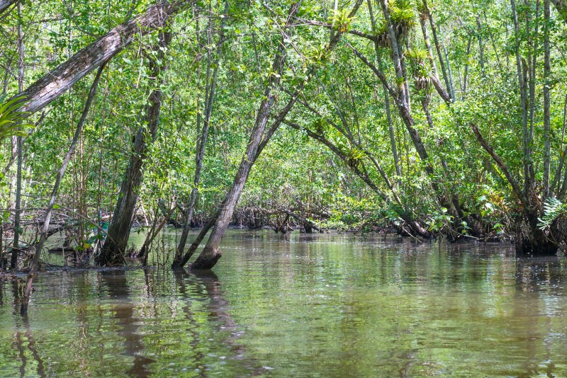 Inside a Large Mangrove through the River Stock Image - Image of ...