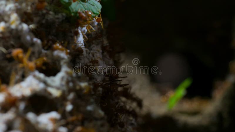 Inside Leaf Cutter Ants Nest with Workers-002 Stock Footage - Video of ...