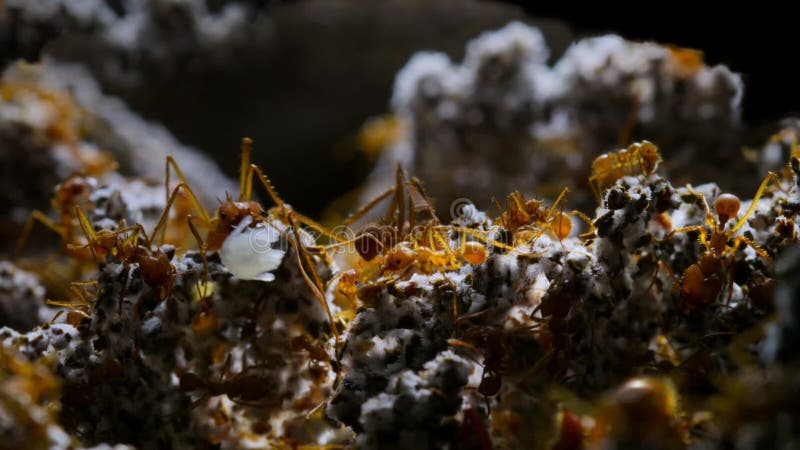 Inside Leaf Cutter Ants Nest with Workers-004 Stock Footage - Video of ...