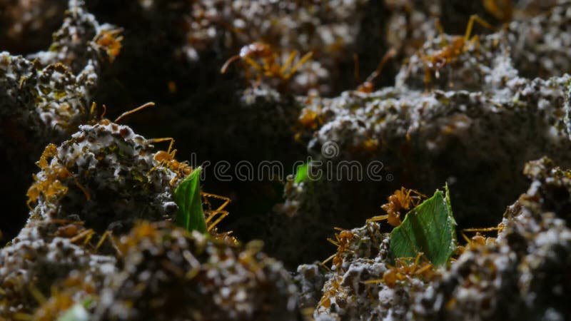 Inside Leaf Cutter Ants Nest With Workers Stock Footage Video Of Swarm Plant 268396844