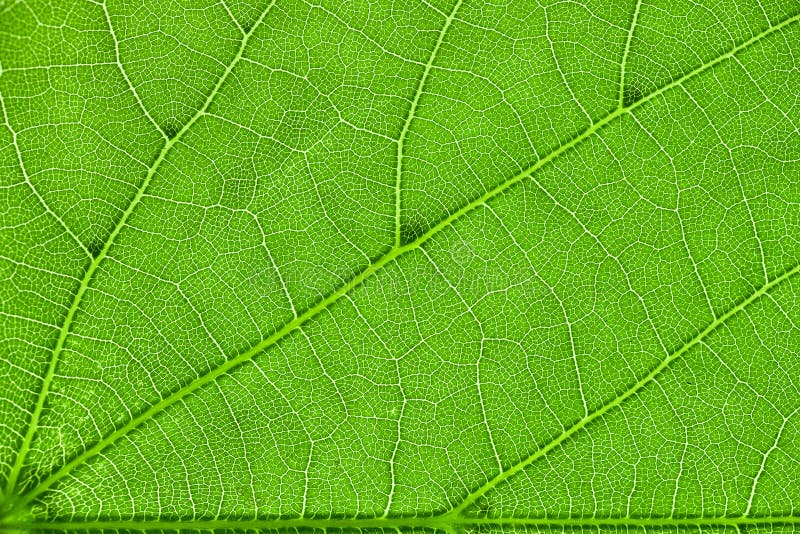 Inside of the leaf stock photo. Image of nature, feeling - 33299742