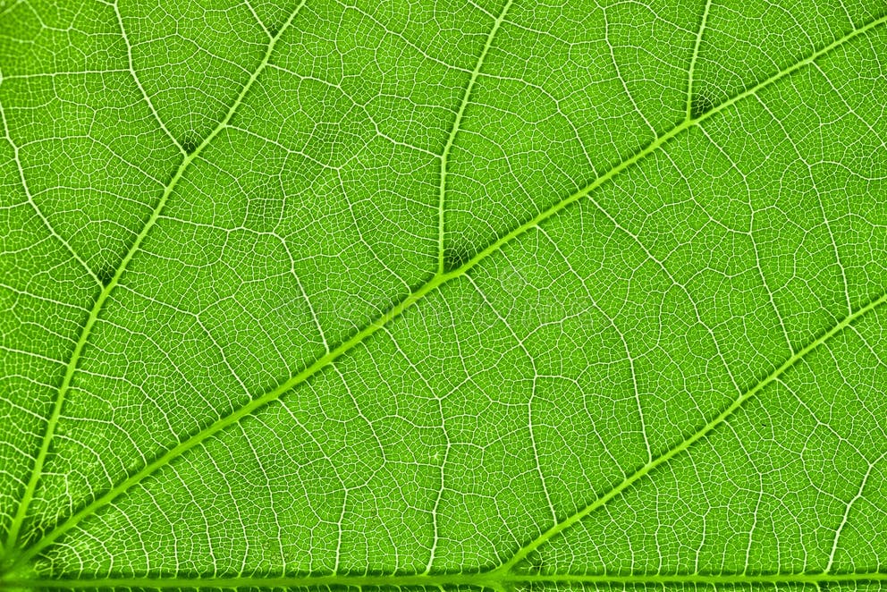 Inside of the leaf stock photo. Image of nature, feeling - 33299742