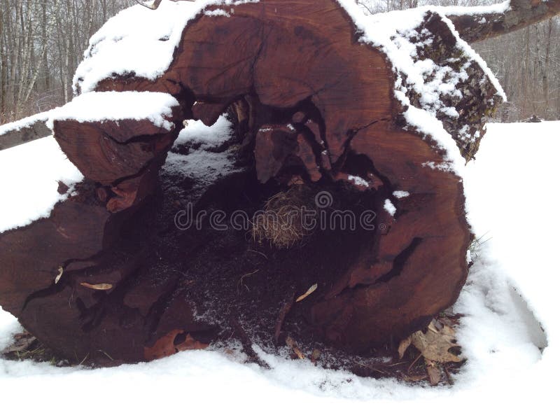 913 Hollow Tree Log Stock Photos - Free & Royalty-Free Stock Photos ...