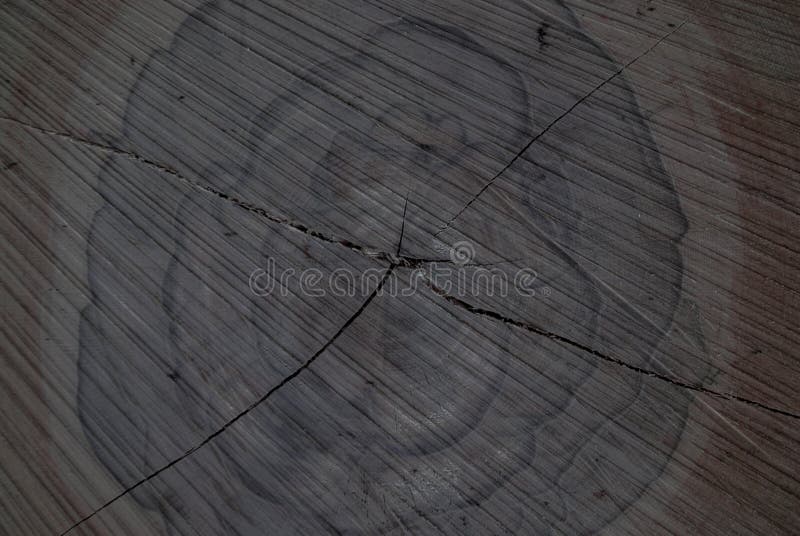 The inside of a log stock image. Image of surface, ring - 131012793