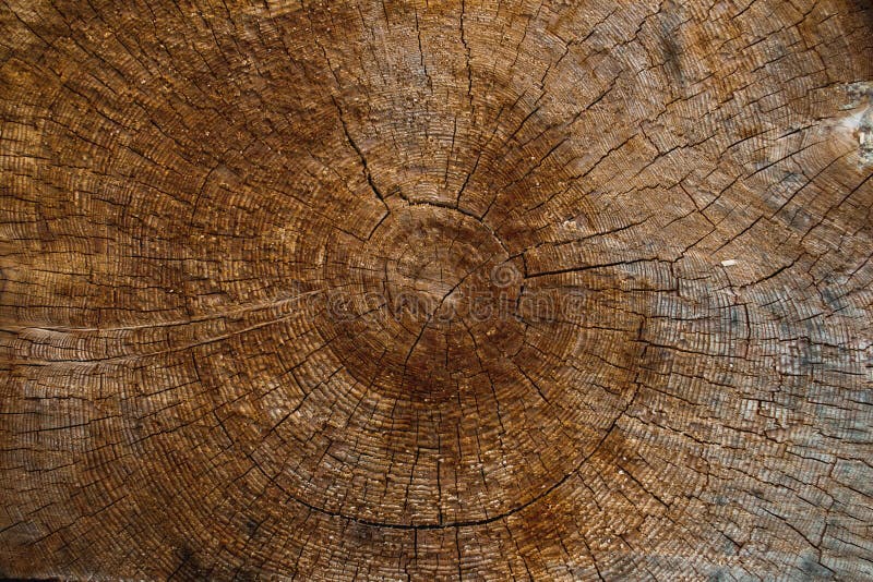 The inside of a log stock image. Image of natural, cross - 131012831