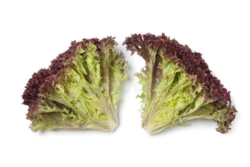 Lollo Rosso Green Lettuce Farm Fresh Bio Curly Lactuca Sativa Harvest ...