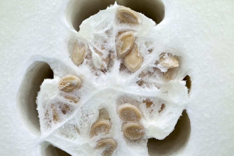 Inside Look White Gourd Stock Photos - Free & Royalty-Free Stock Photos ...