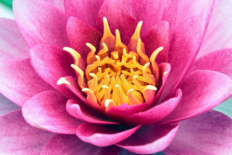 Inside a lotus flower stock image. Image of detail, serenity - 65287201