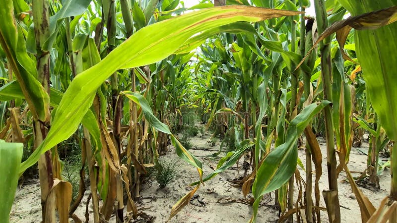 Inside Maize Plants at Cloudy Day Stock Video - Video of growth, clouds ...