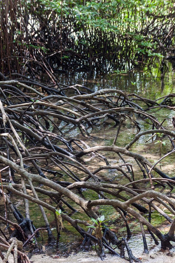 109 Mangrove Young Plants Stock Photos - Free & Royalty-Free Stock ...