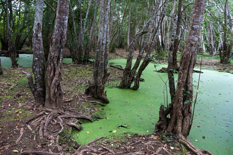 Inside Mangrove Forest stock photo. Image of tropics - 32505018