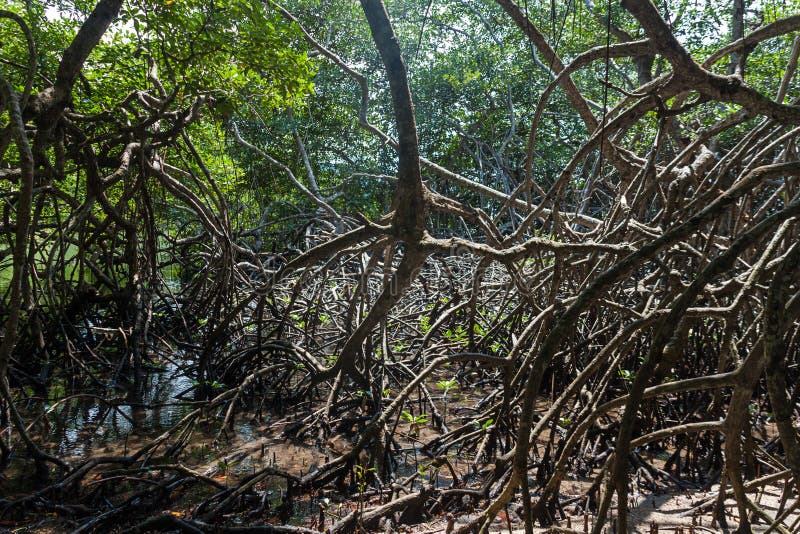 Inside mangrove forest stock photo. Image of asian, outdoor - 105137144