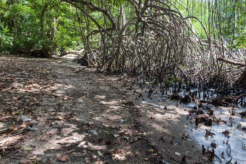 Inside mangrove forest stock photo. Image of asian, outdoor - 105137144