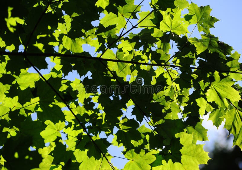 Inside Maple Forest in Middle of Summer Stock Image - Image of wood ...