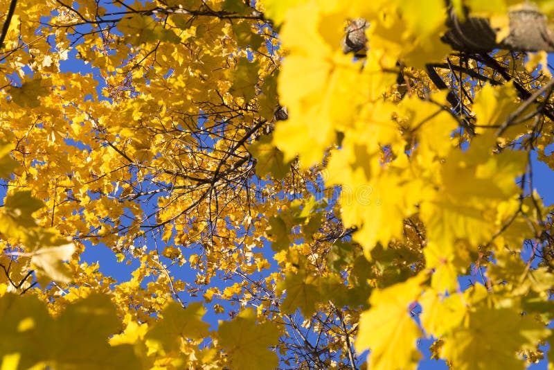 Inside Maple Tree In Autumn Stock Image - Image of twigs, tree: 61418399