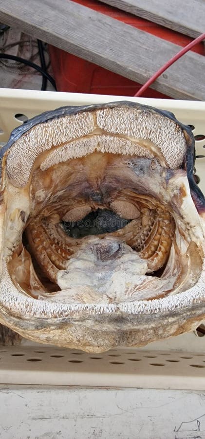 Inside the Mouth of Wells Catfish Silurus Glanis Stock Photo - Image of ...