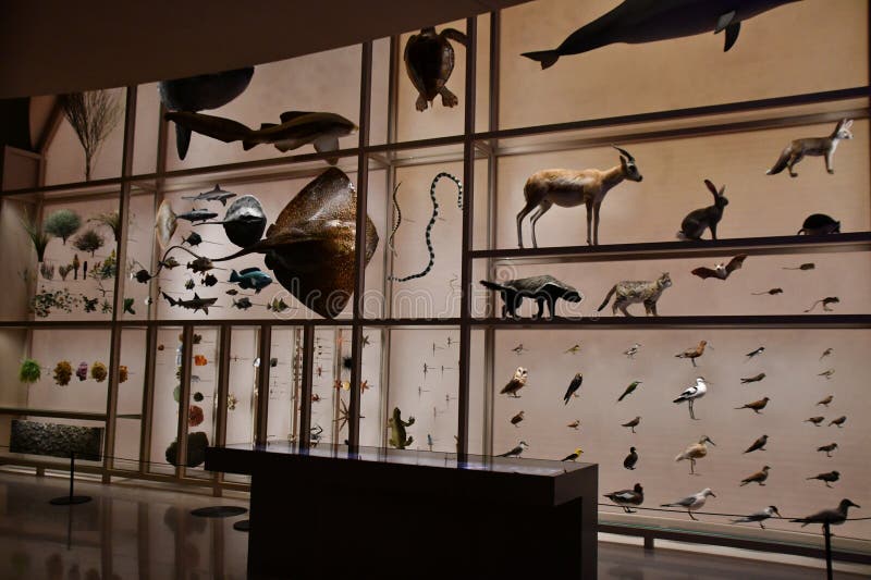 Inside the National Museum of Qatar in Doha, Qatar Editorial Stock ...