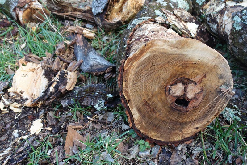 Inside a Newly Cut Down Tree Stock Photo - Image of tree, brown: 207589236
