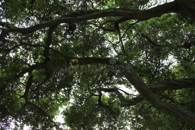 339 Inside View Oak Tree Stock Photos - Free & Royalty-Free Stock ...