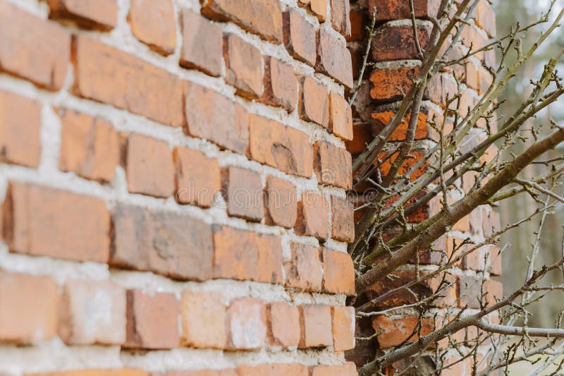 Tree Branches Growing through Window of Abandoned Red Brick House ...