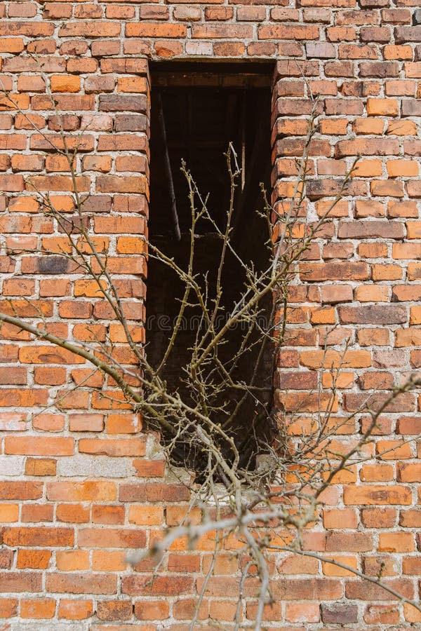 Tree Branches Growing through Window of Abandoned Red Brick House ...