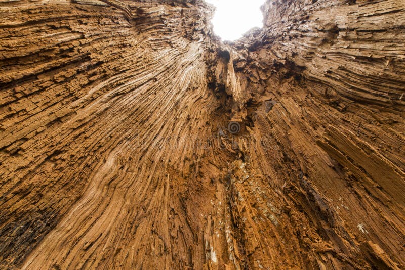Inside of the old tree stock image. Image of pathway - 79474315