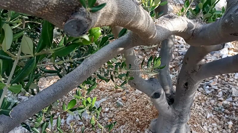 Inside olive tree stock footage. Video of green, branches - 187287976