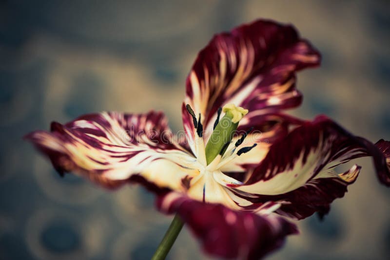 Inside Open Spring Garden Tulip Flower Stock Photo - Image of summer ...