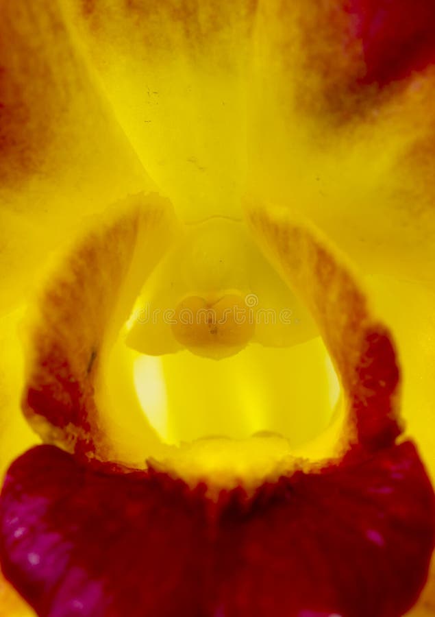 Inside Orchid Flower Closeup Stock Photo - Image of head, plant: 53663196