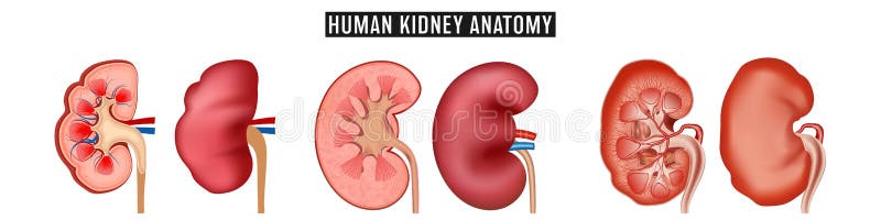 Inside and Outside View of Human Kidney Anatomy Isolated on White ...
