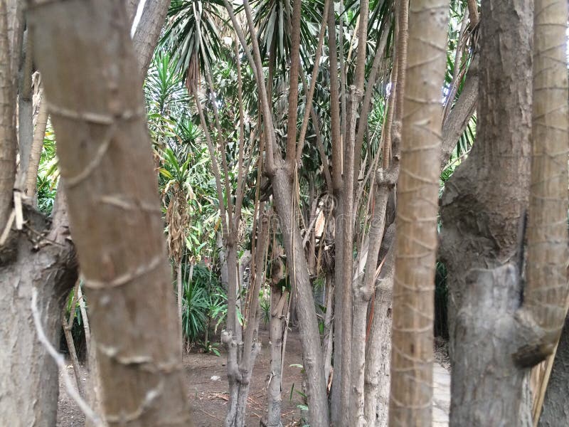 Inside Palms in Manial Palace Stock Photo - Image of cairo, manial ...