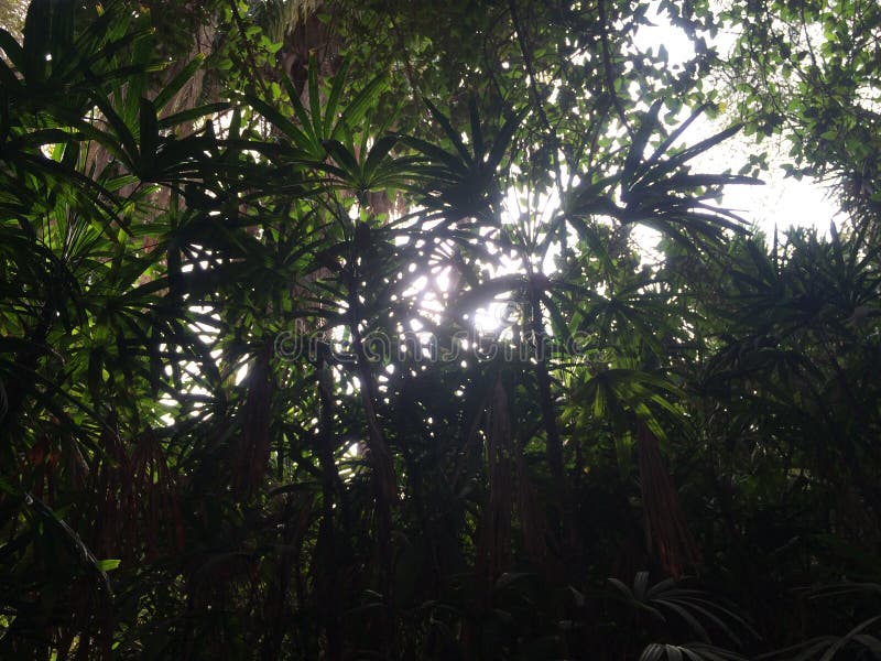 Inside Palms in Manial Palace Stock Photo - Image of cairo, manial ...