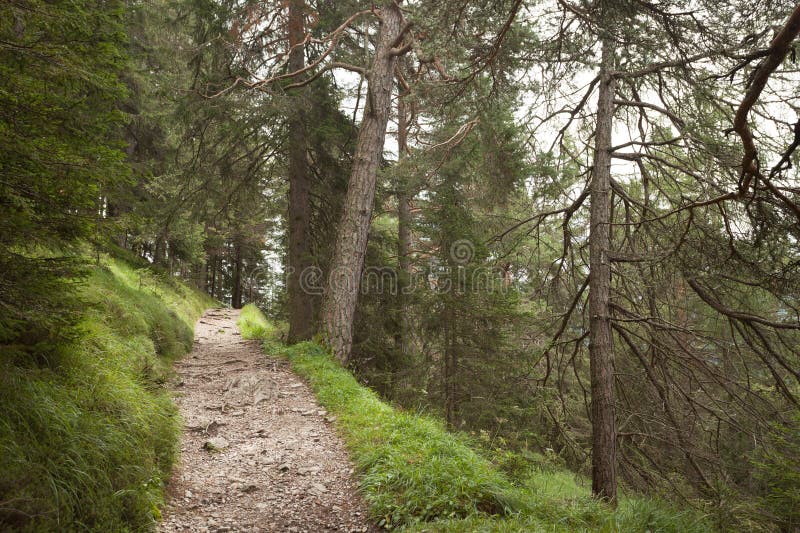 Inside a Peaceful Forest in a Cloudy Day, No People Around Stock Photo ...