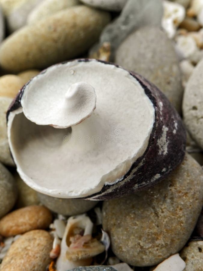 Inside a Periwinkle shell stock image. Image of african - 49823307
