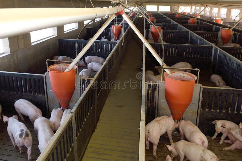 794 Inside Barn Pig Stock Photos - Free & Royalty-Free Stock Photos ...