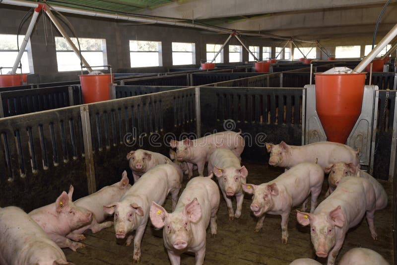 Inside a pig farm for stock photo. Image of piglet, baby - 89659250