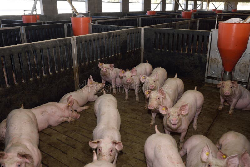 Inside a pig farm for stock image. Image of perspective - 89659301