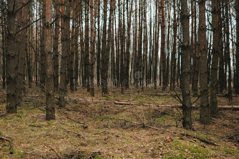 Inside Pine Tree Forest - Coniferous Forest Stock Photo - Image of ...