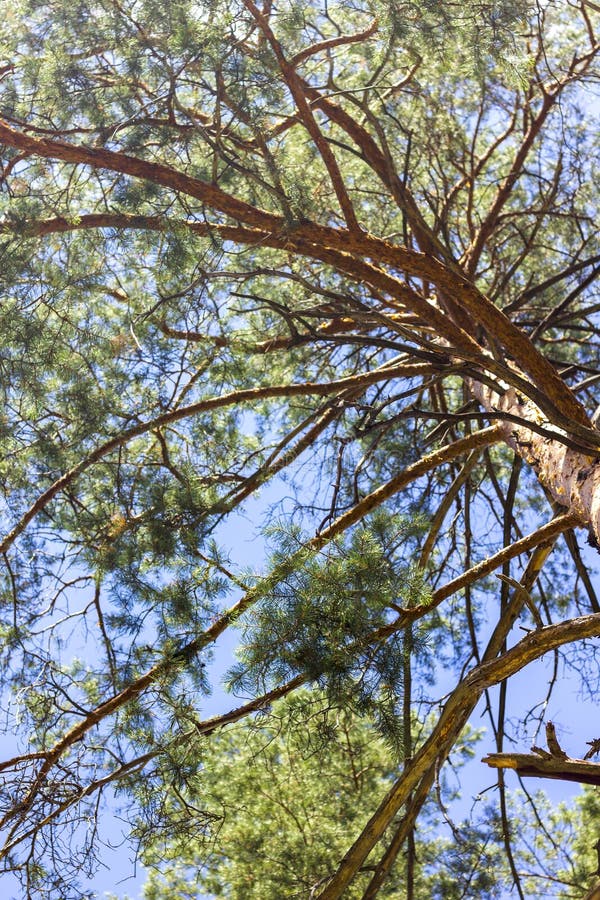 Inside the Pine Forest at Sunset in Summer Stock Image - Image of lush ...