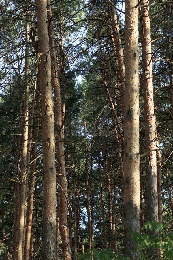 Inside the Pine Forest at Sunset in Summer Stock Image - Image of cones ...