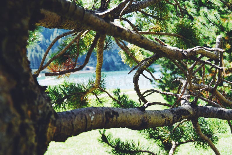 Inside of a Pine S Tree Wallpaper Stock Image - Image of backround ...