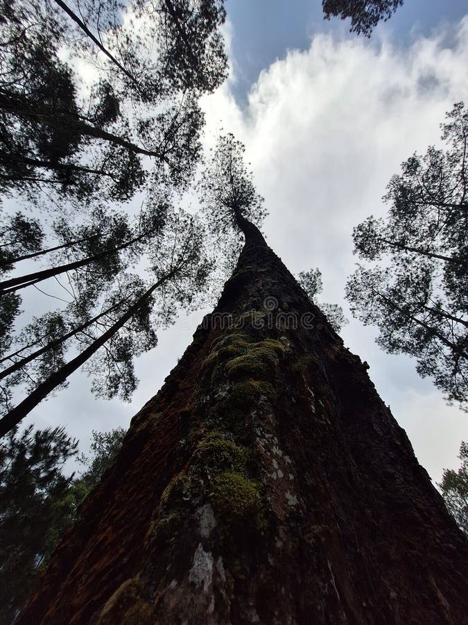 Inside the pine tree stock image. Image of landmark - 374398611