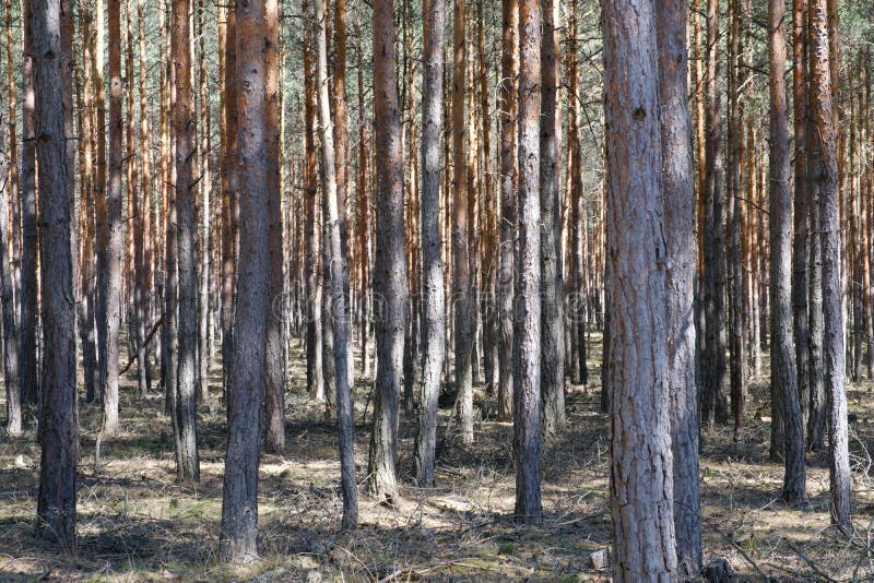 Inside Pine Tree Forest - Coniferous Trees Stock Image - Image of ...