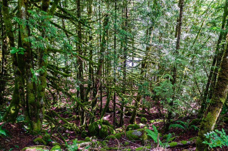 Inside a Pine Tree Forest with Streams, Large Moss Covered Pine Trees ...