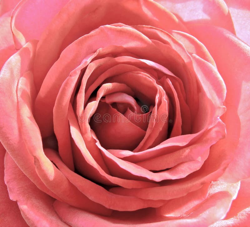 Inside a Flower. Stamens of Pink Poppy. Macro Stock Photo - Image of ...