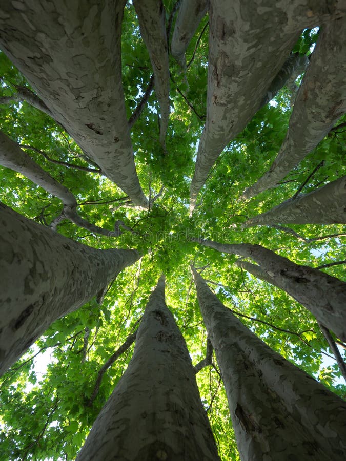 Inside of Trunks of Plane Tree Stock Image - Image of crust, trunks ...
