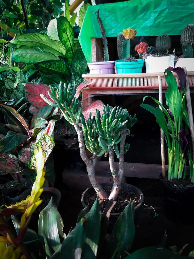 Inside Plant for Home and Office Decoration Stock Photo - Image of blur ...