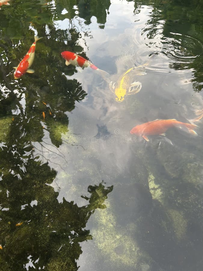 Inside the Pond There are Several Koi Fish with Yellow and Orange ...