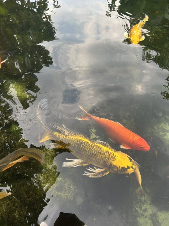 Inside the Pond There are Several Koi Fish with Yellow and Orange ...