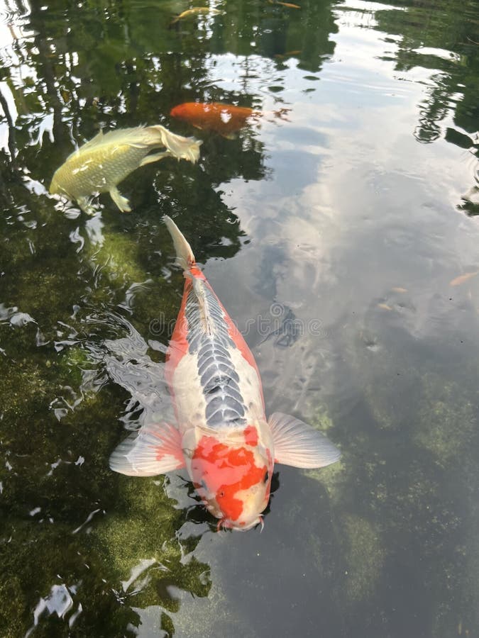 Inside the Pond There are Several Koi Fish with Yellow and Orange ...